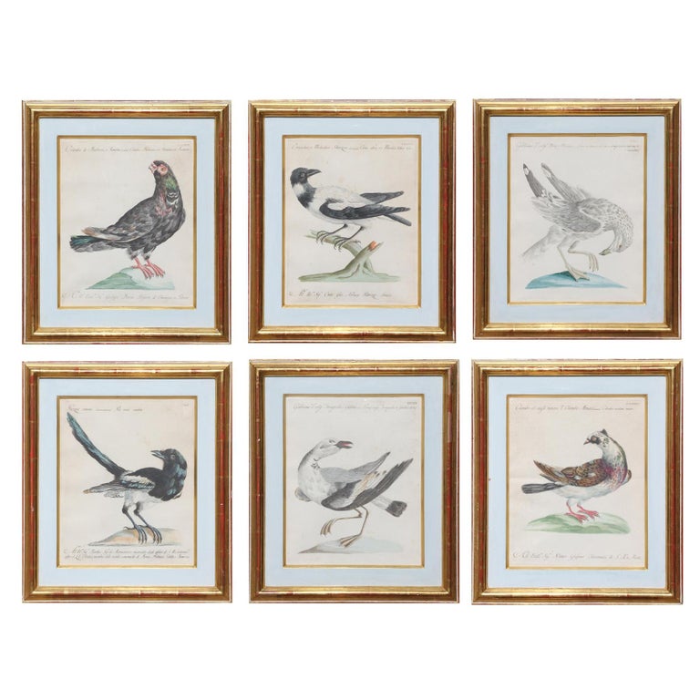 Saverio Manetti - Group of 6 Colored Etchings of Birds at 1stDibs