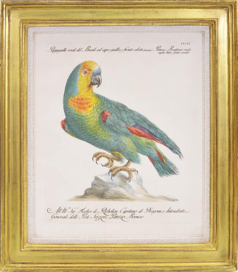 Saverio Manetti - MANETTI. A Group of Six Parrots For Sale at 1stDibs