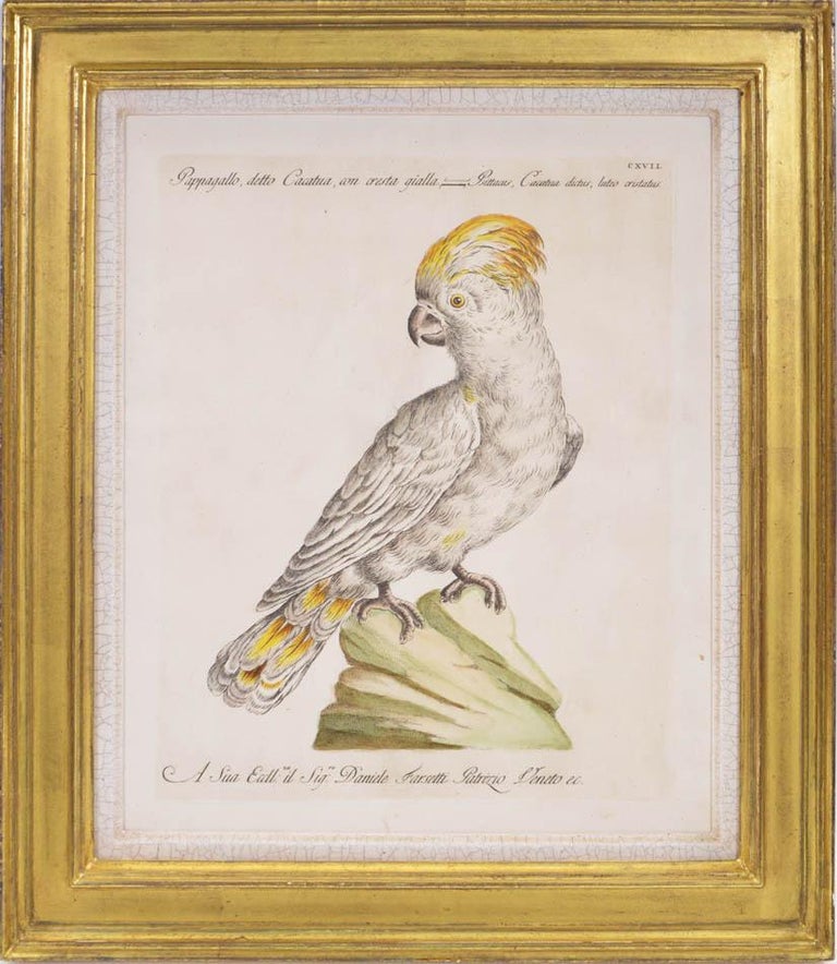 Saverio Manetti - MANETTI. A Group of Six Parrots For Sale at 1stDibs