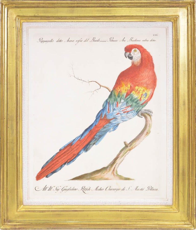 Saverio Manetti - MANETTI. A Group of Six Parrots For Sale at 1stDibs