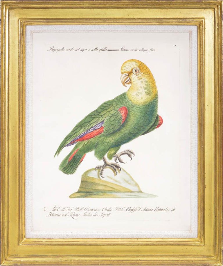 Saverio Manetti - MANETTI. A Group of Six Parrots For Sale at 1stDibs
