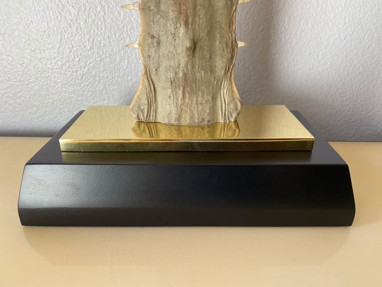 Sawfish Rostrum / Bill For Sale at 1stDibs