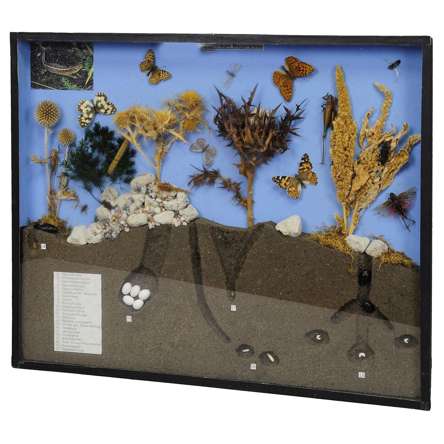 Large School Teaching Display Anthill of the Red Wood Ant For Sale at ...