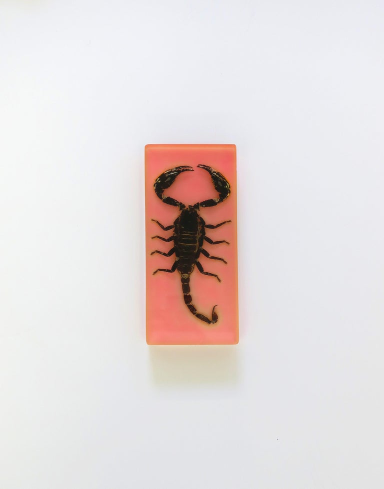 Scorpion Scorpio Encased in Pink Acrylic Lucite, circa 1970s For Sale ...