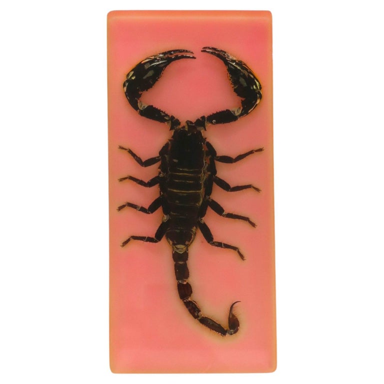 Scorpion Scorpio Encased in Pink Acrylic Lucite, circa 1970s For Sale ...