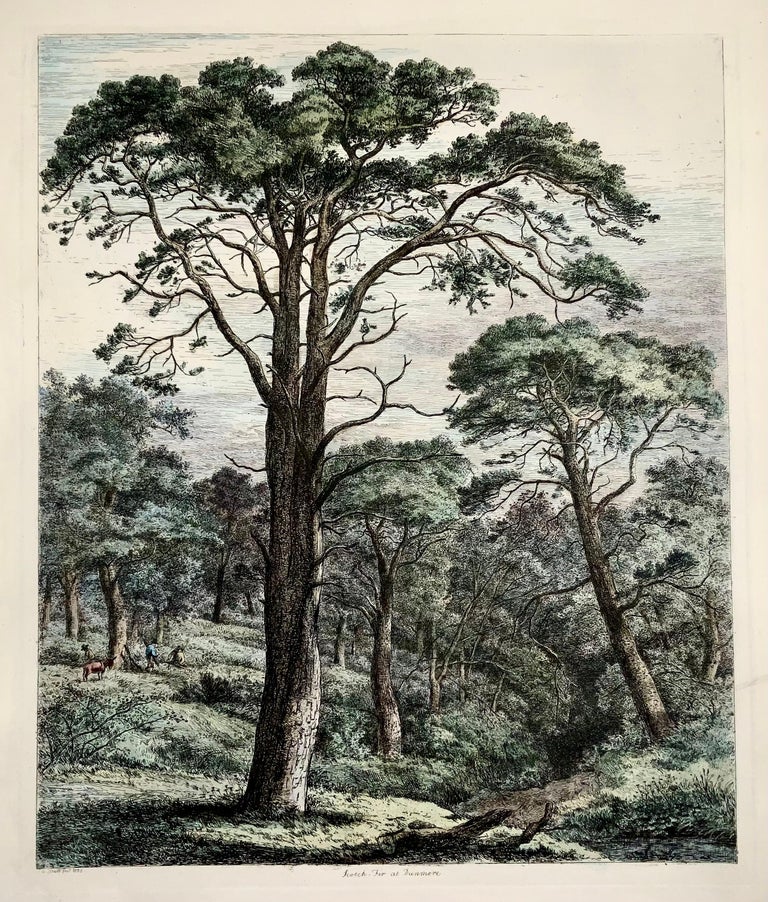 Scotch Fir at Dunmore, Jacob Strutt, Imp, Etched, Hand Colour For Sale ...
