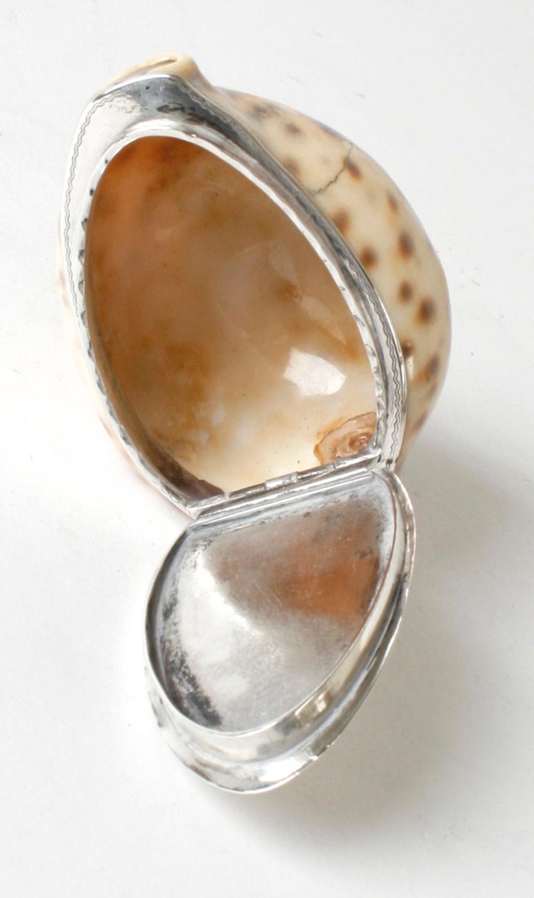 Scottish Silver Mounted Tiger Cowary Shell Snuff Box, 1817 For Sale at ...