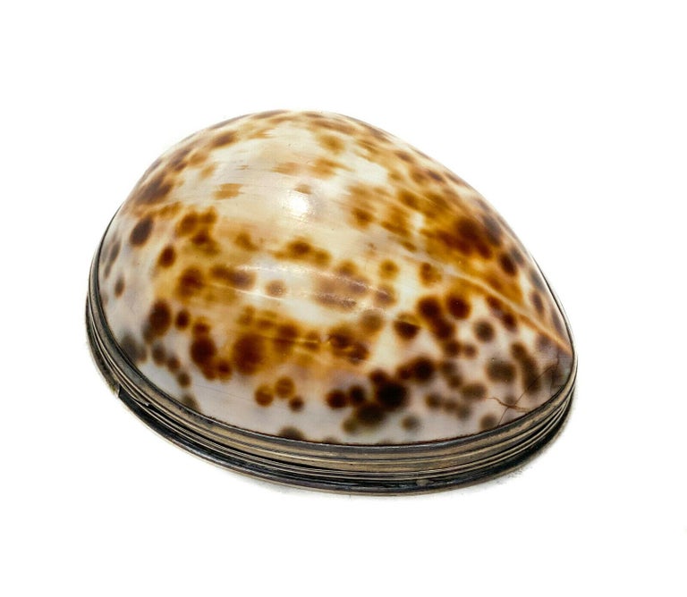 Scottish Sterling Silver Cowry Shell Snuff Box, George III, 1799 For ...
