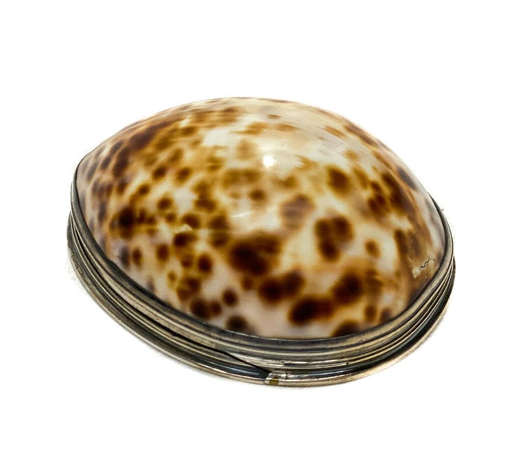 Scottish Sterling Silver Cowry Shell Snuff Box, George III, 1799 For ...