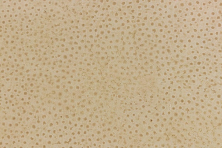 Screen in Cream Lacquer, Parchment Imitation, 20th Century at 1stDibs