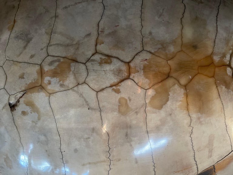 Scrimshaw Blonde Turtle Shell Carapace, 19th century Taxidermy For Sale ...