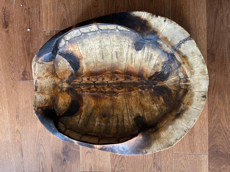 Scrimshaw Blonde Turtle Shell Carapace, 19th century Taxidermy For Sale ...