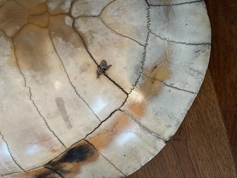 Scrimshaw Blonde Turtle Shell Carapace, 19th century Taxidermy For Sale ...