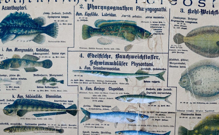 Sea Fish, Vintage Wall Chart at 1stDibs