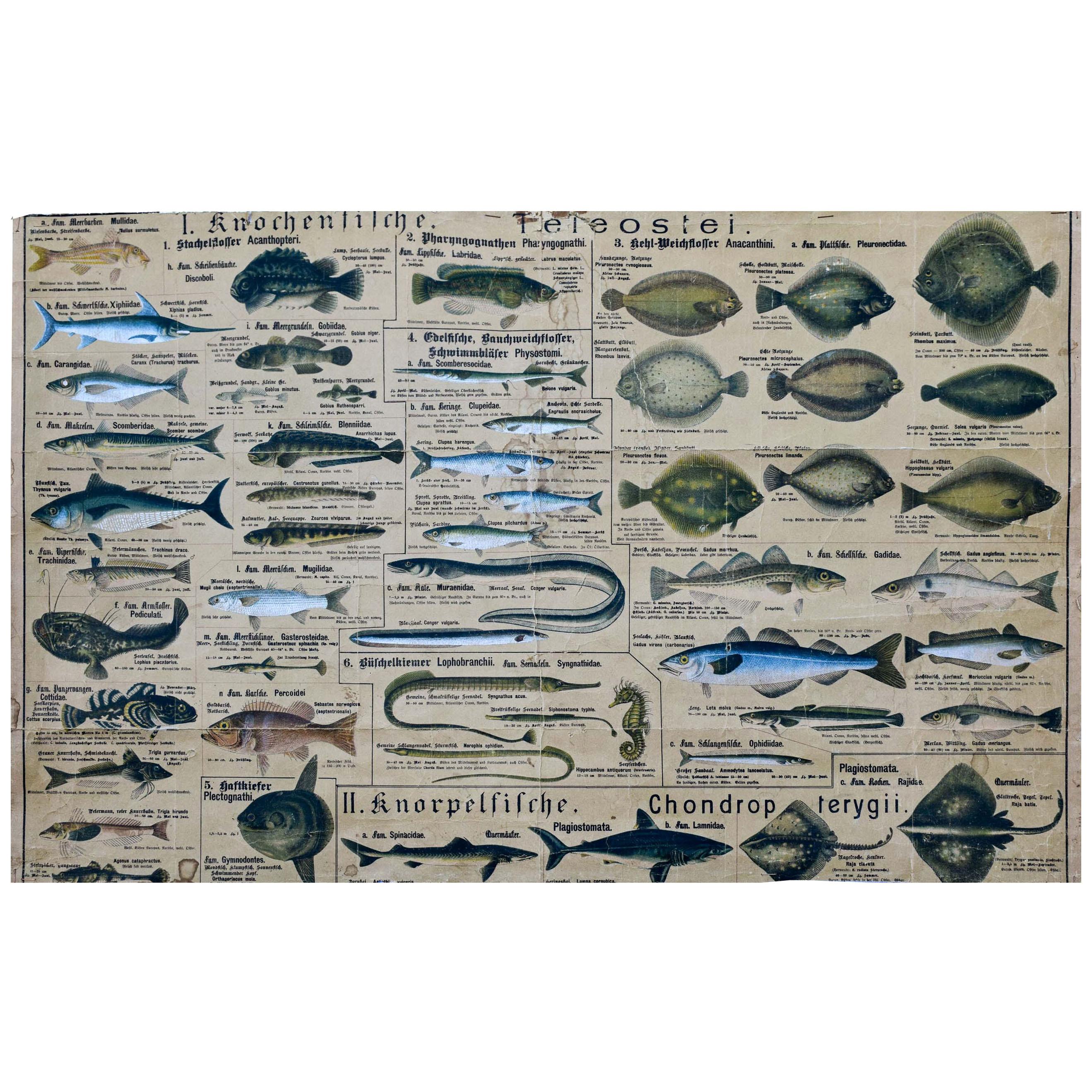 Sea Fish, Vintage Wall Chart at 1stDibs