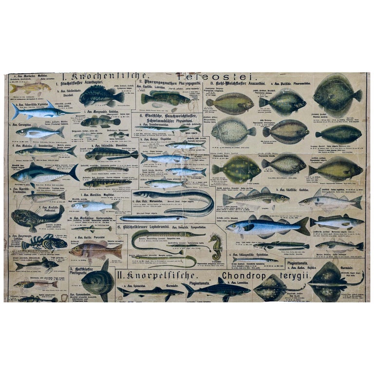Sea Fish, Vintage Wall Chart at 1stDibs