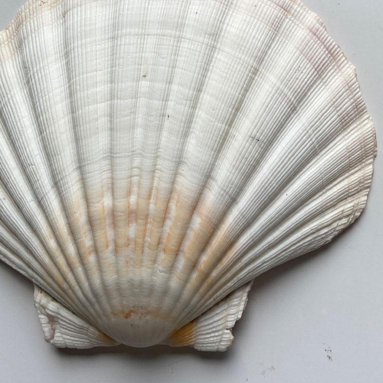 Sea Shell Appetizer Plates, Set of 8 For Sale at 1stDibs