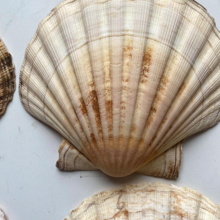 Sea Shell Appetizer Plates, Set of 8 For Sale at 1stDibs