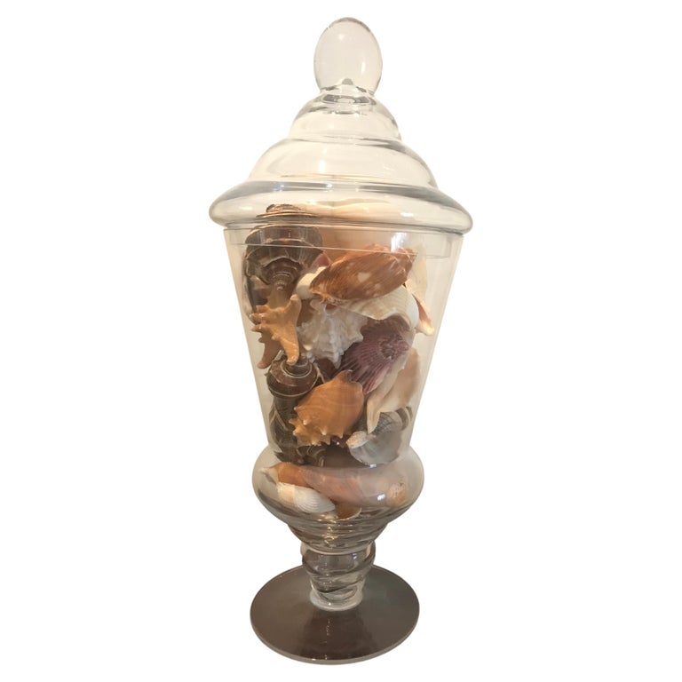 Sea Shells in a Glass Vase/Urn For Sale at 1stDibs