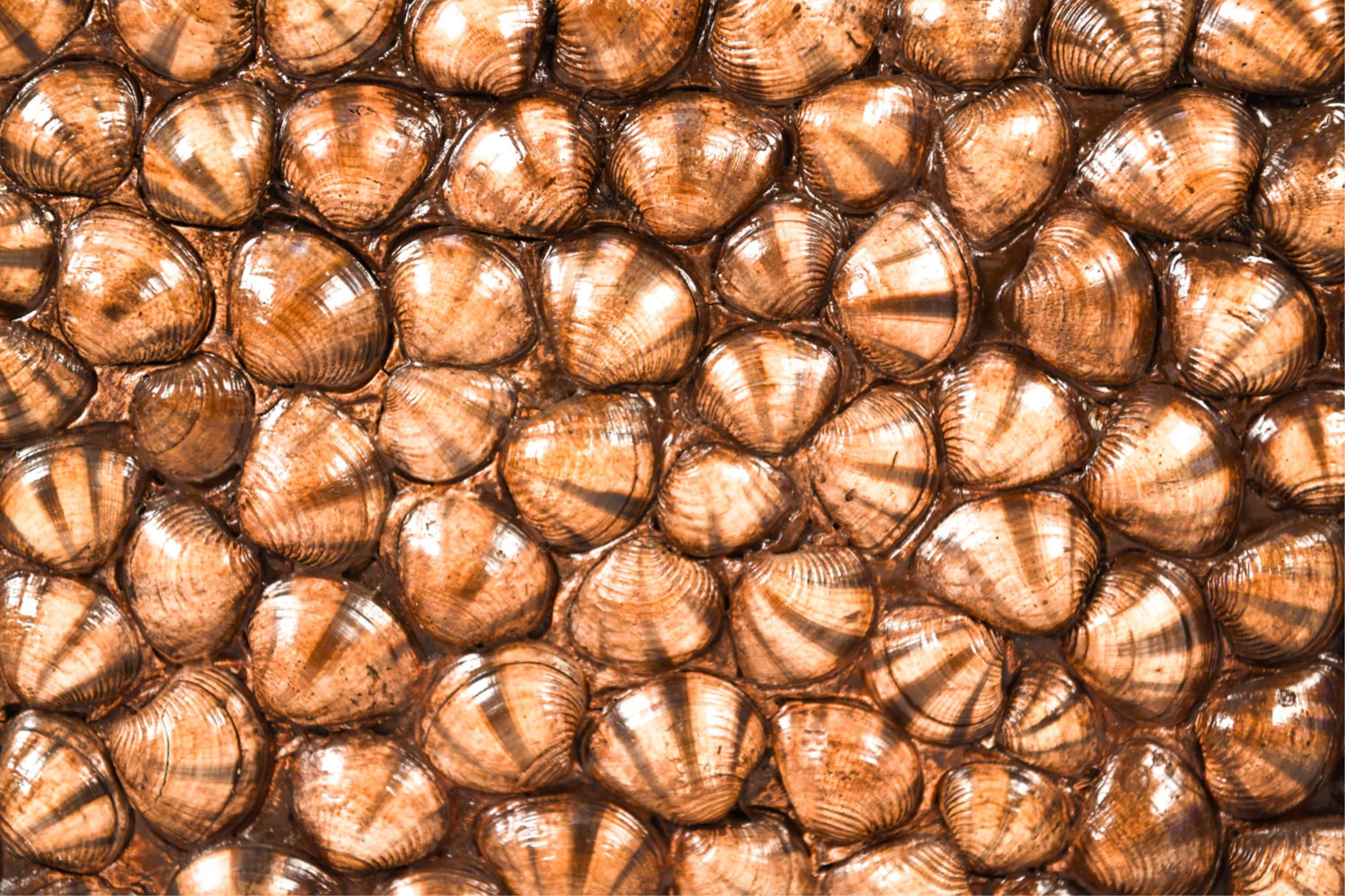 Sea Shell Encrusted Chest For Sale at 1stDibs | chest shell