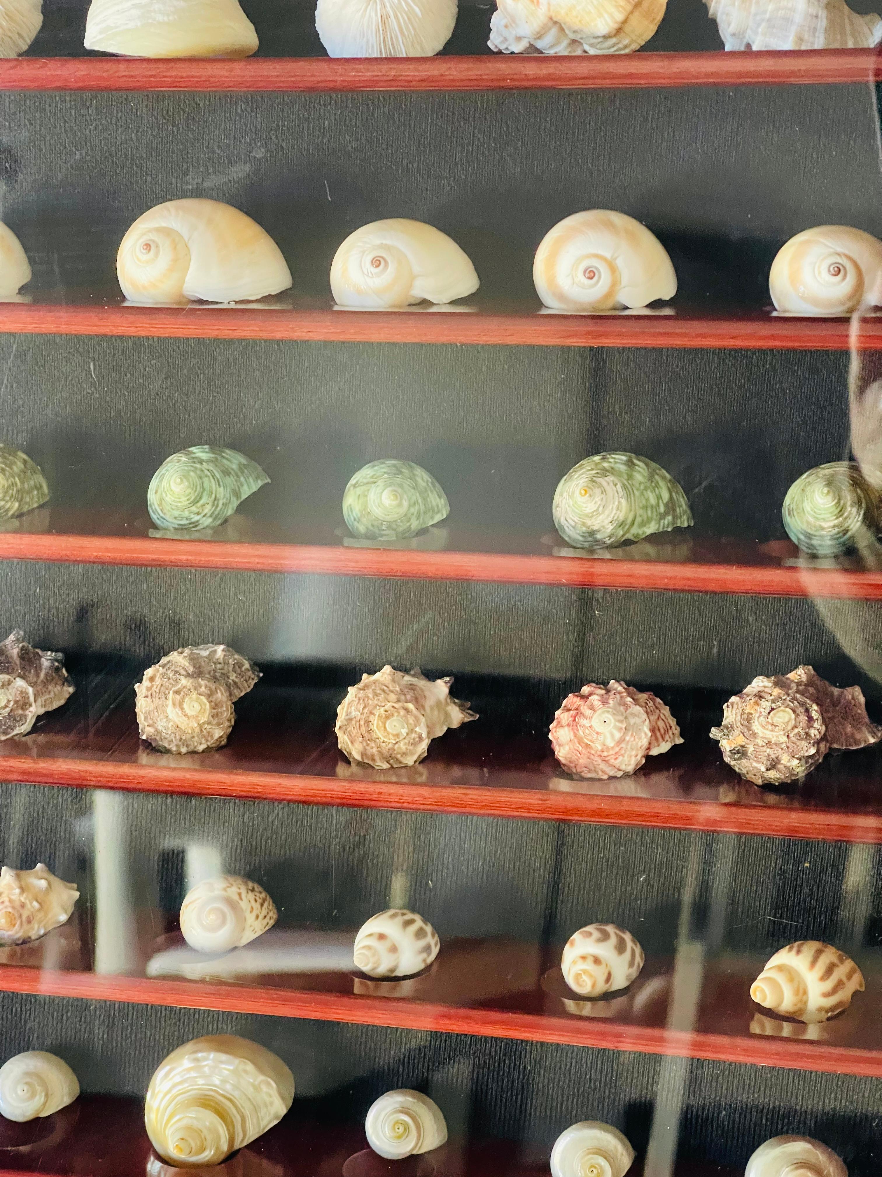 Great Selection Sea Shell Sea Shells Collection in Vitrine For Sale at ...