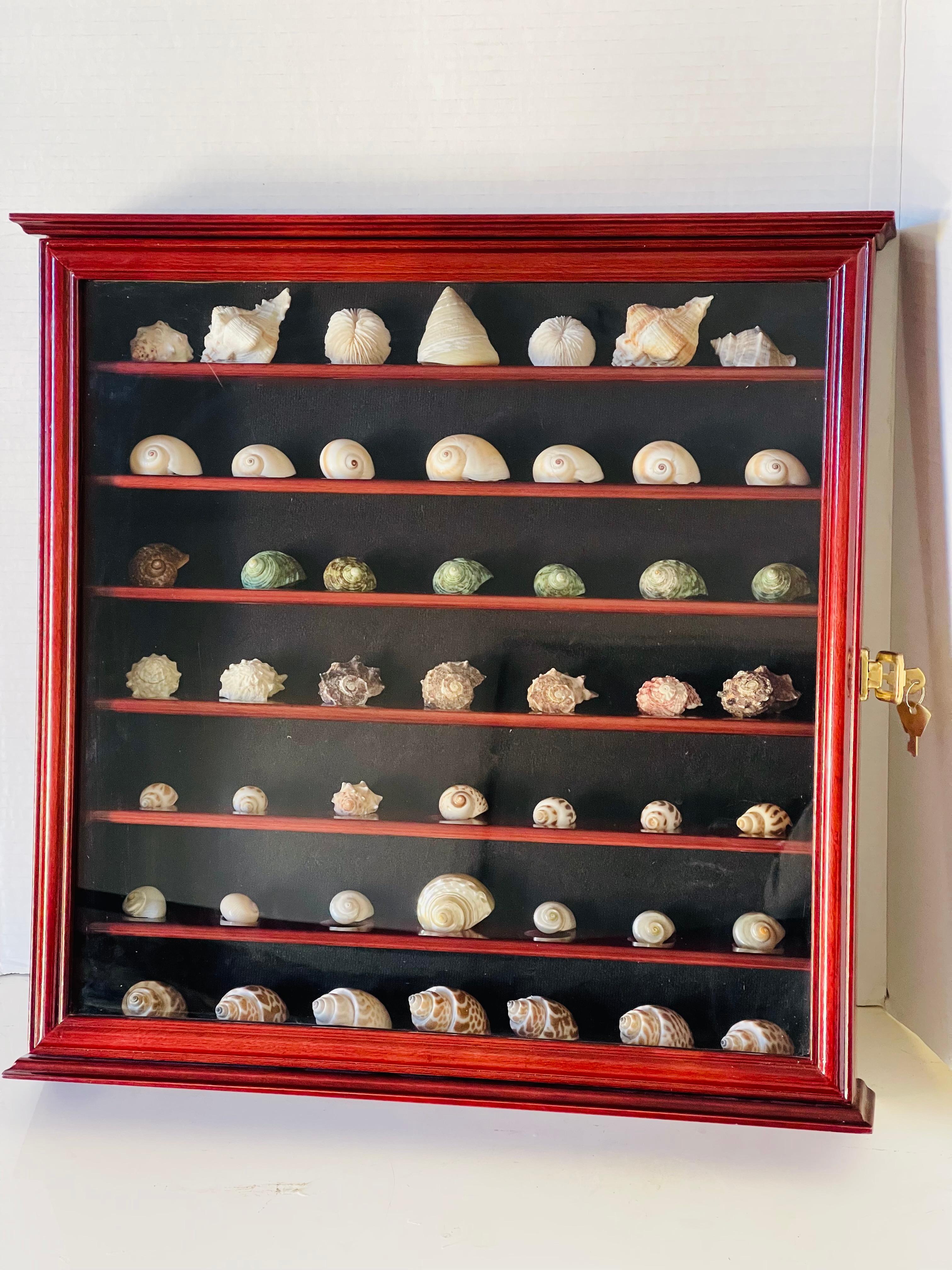 Great Selection Sea Shell Sea Shells Collection in Vitrine For Sale at ...
