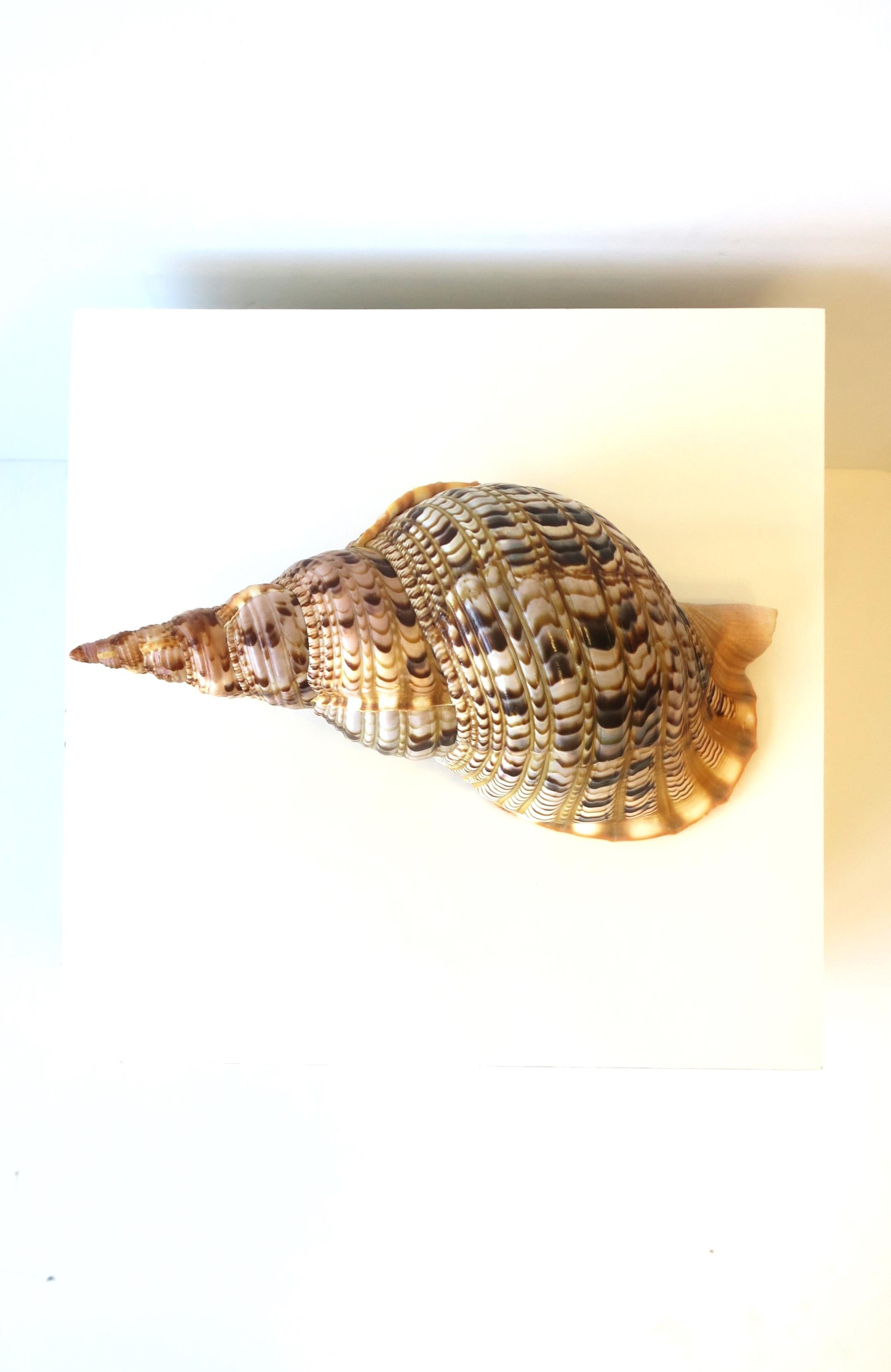 Seashell Specimen, Large at 1stDibs | specimen seashells for sale