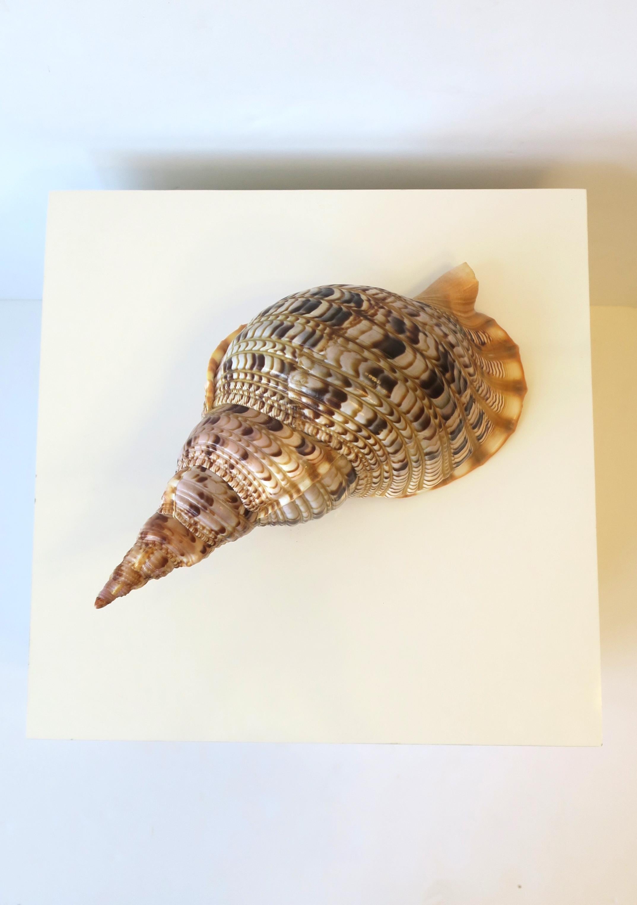 Seashell Specimen, Large at 1stDibs | specimen seashells for sale