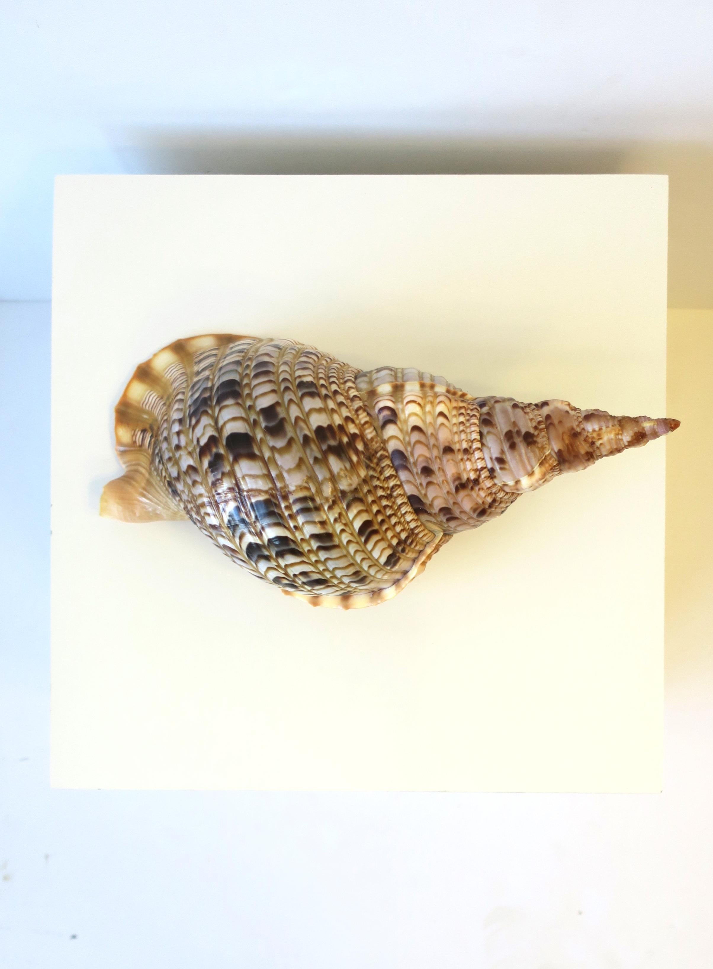 Seashell Specimen, Large at 1stDibs | specimen seashells for sale