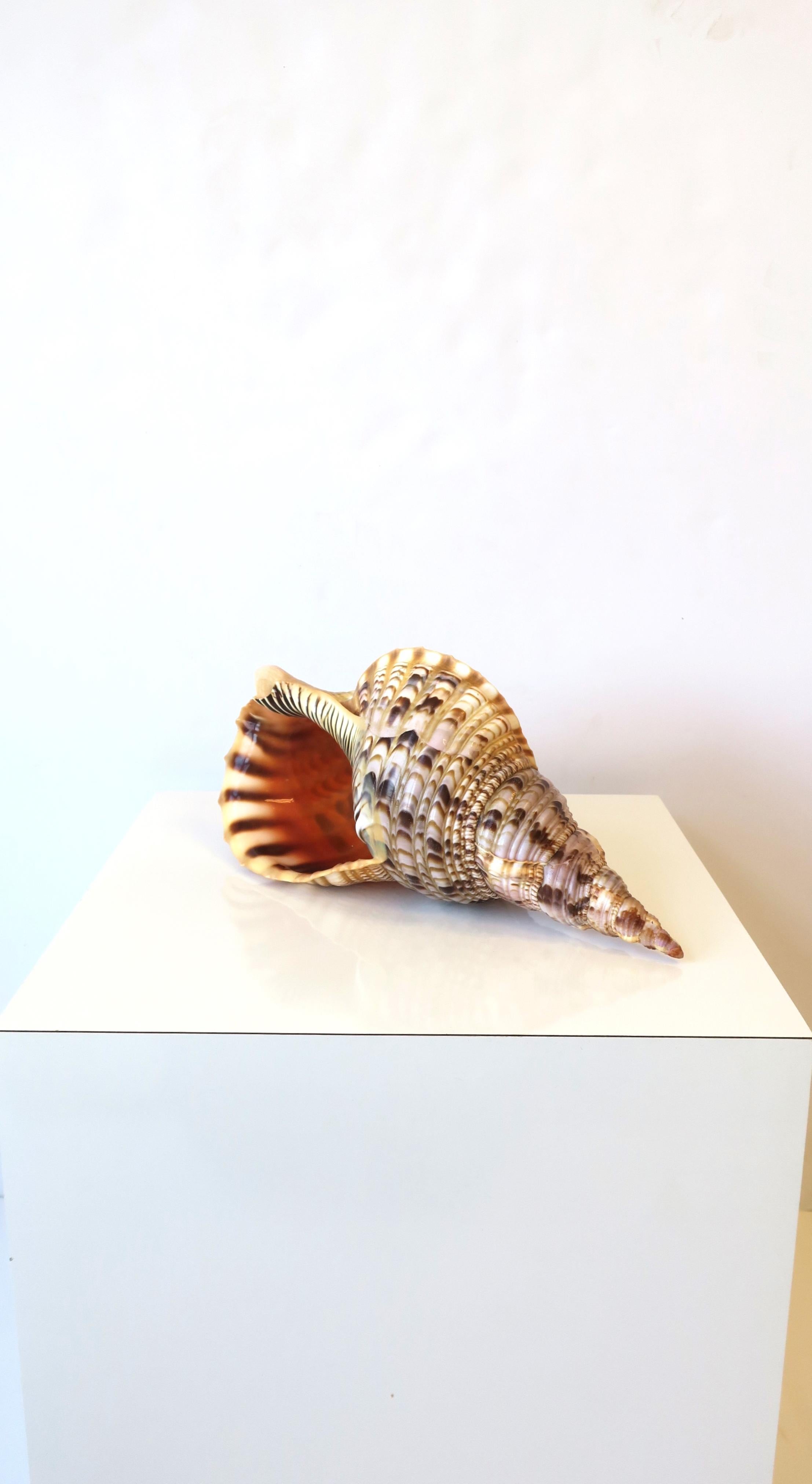 Seashell Specimen, Large at 1stDibs | specimen seashells for sale