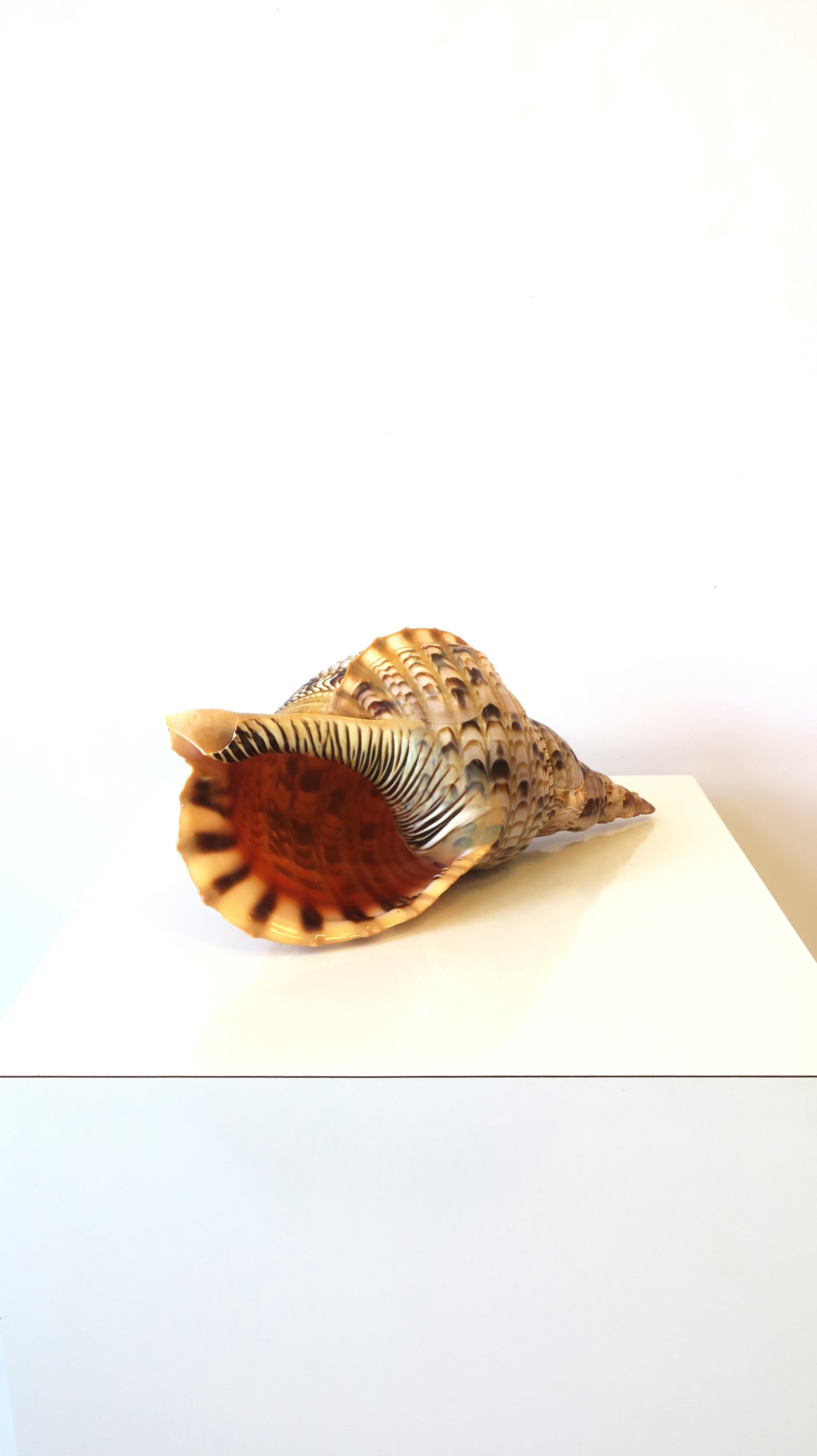 Seashell Specimen, Large at 1stDibs | specimen seashells for sale