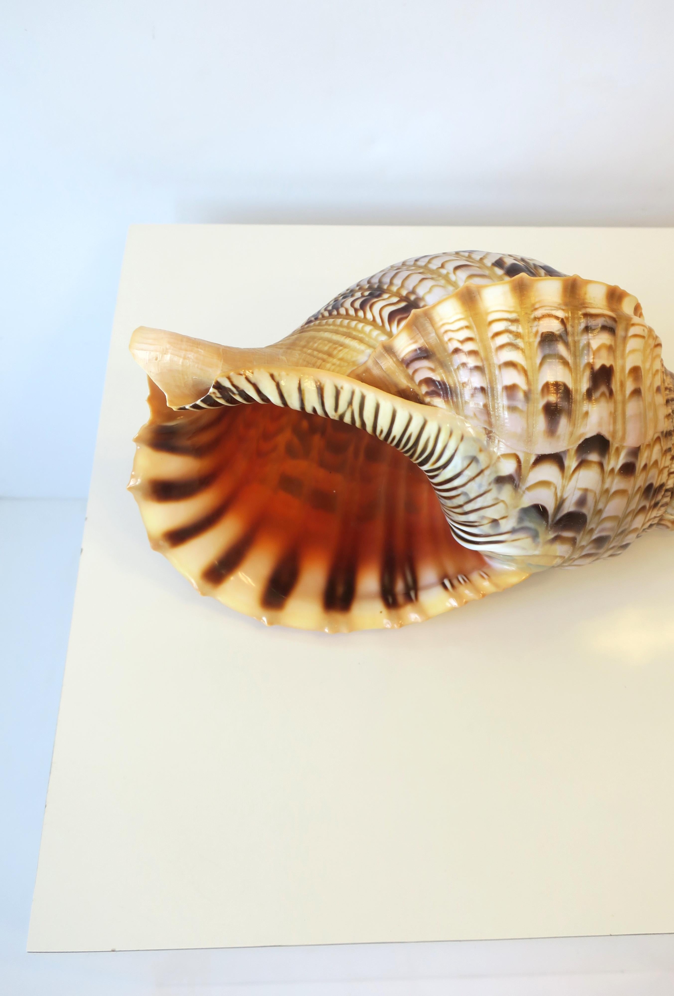Seashell Specimen, Large at 1stDibs | specimen seashells for sale
