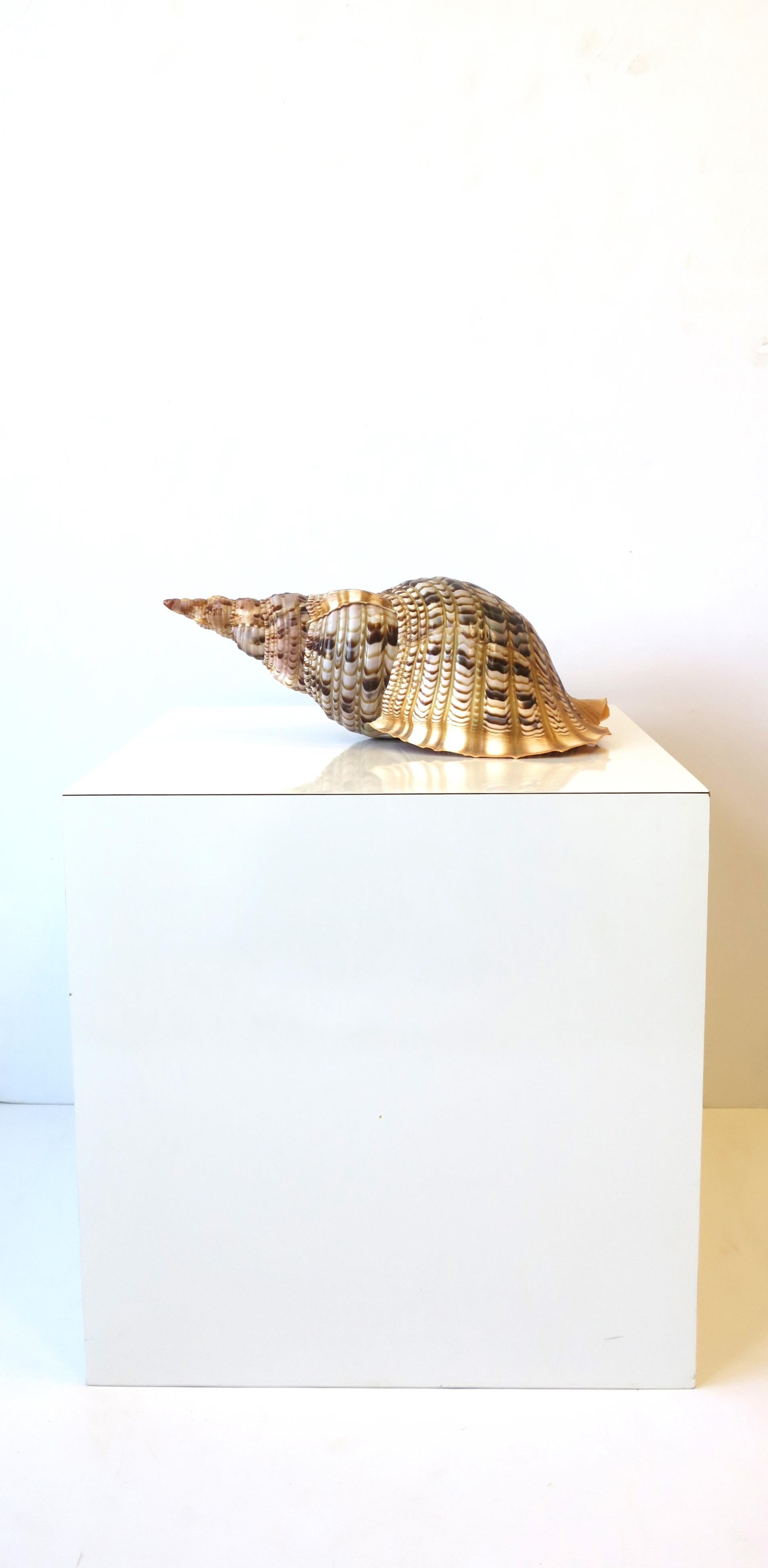 Seashell Specimen, Large at 1stDibs | specimen seashells for sale