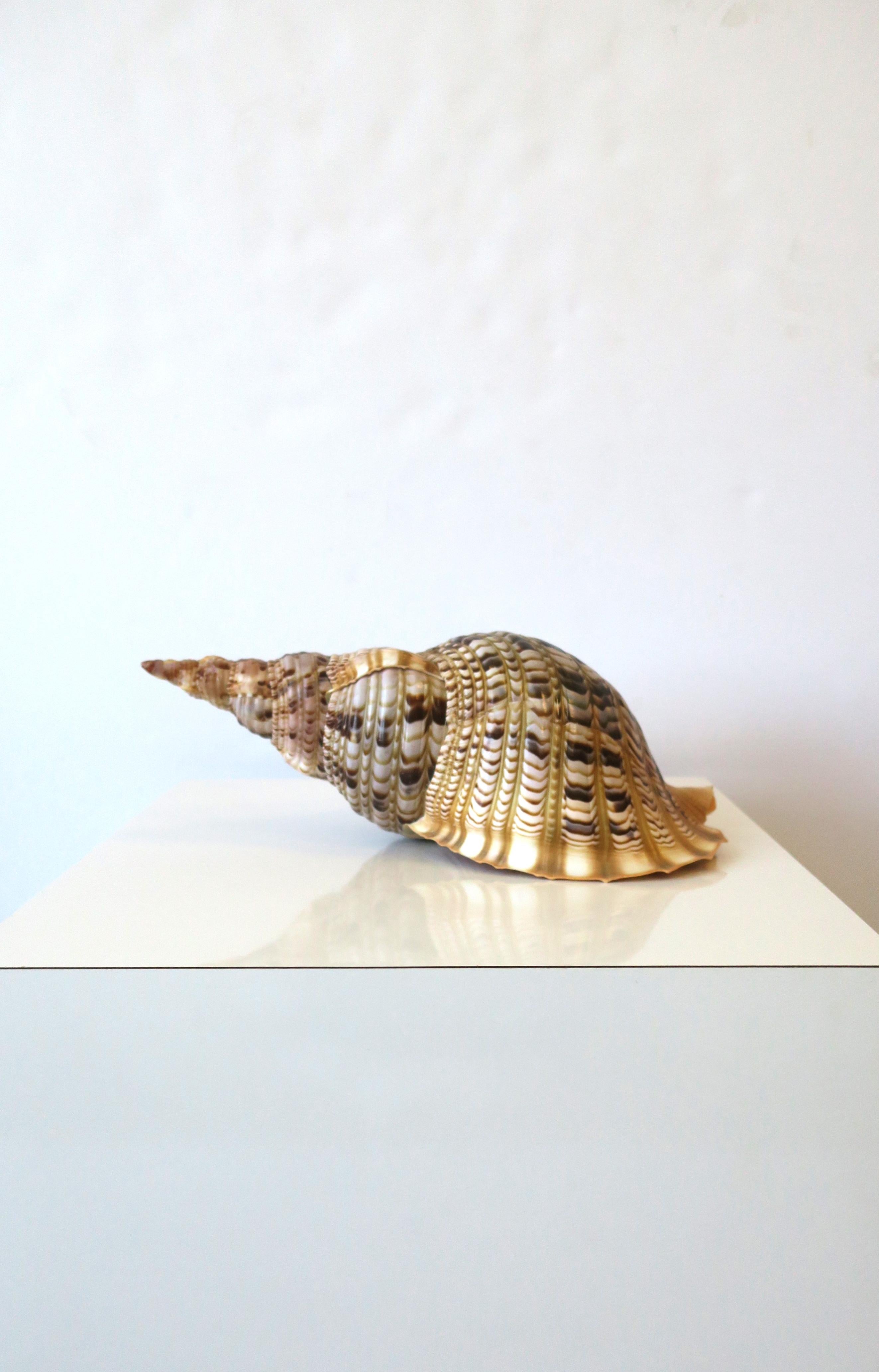 Seashell Specimen, Large at 1stDibs | specimen seashells for sale