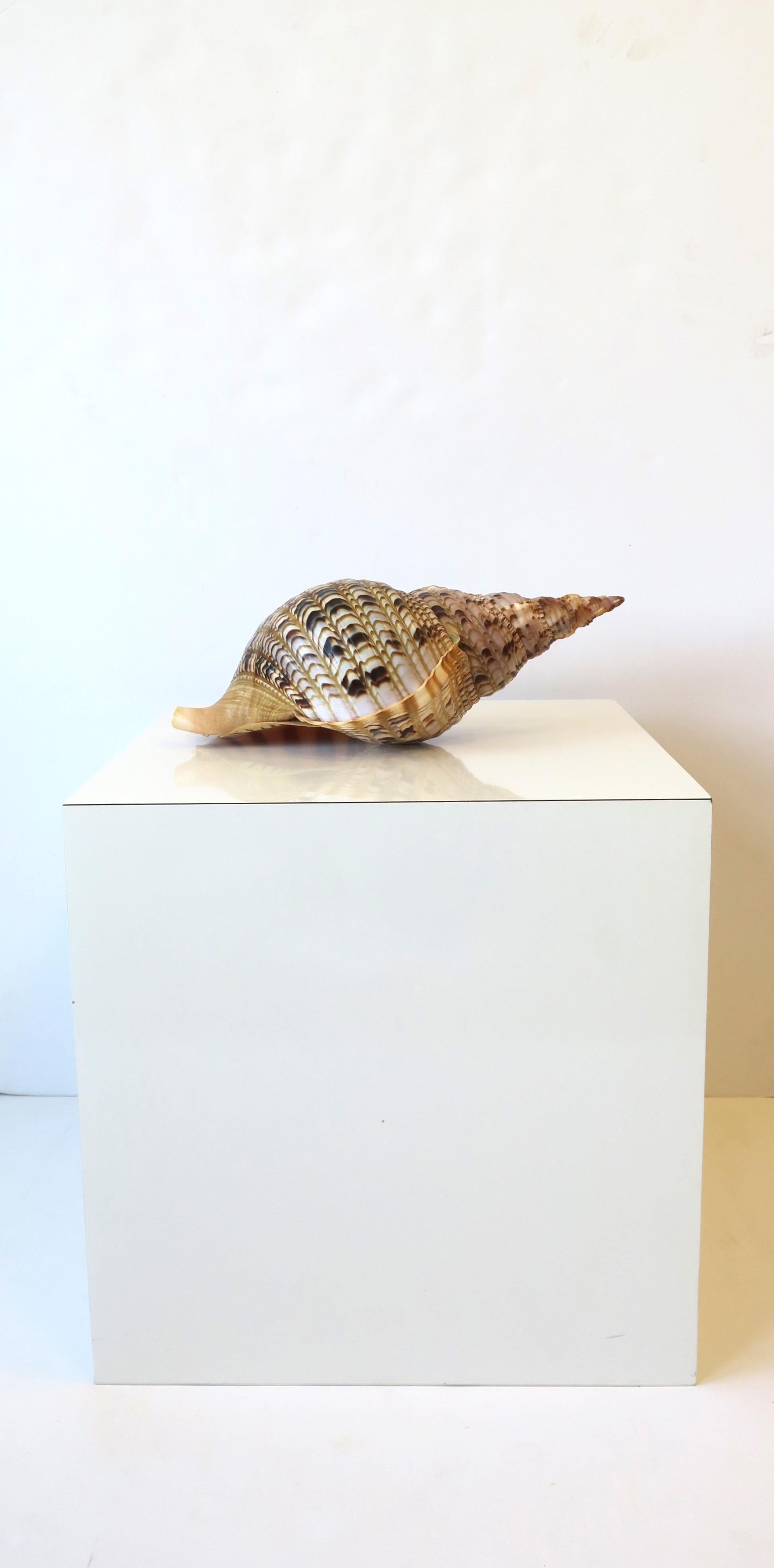 Seashell Specimen, Large at 1stDibs | specimen seashells for sale