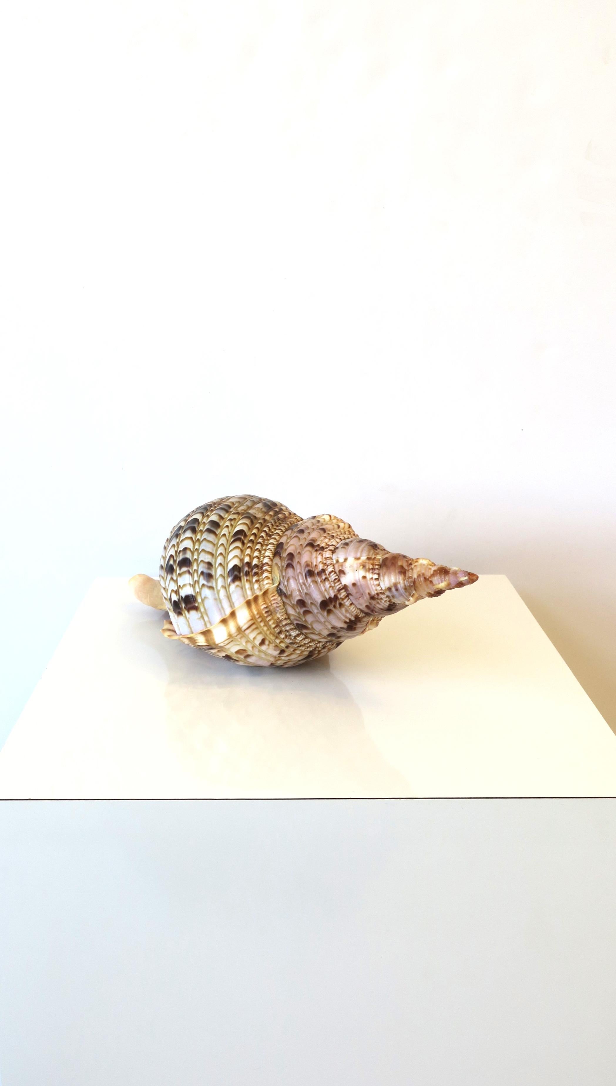 Seashell Specimen, Large at 1stDibs | specimen seashells for sale