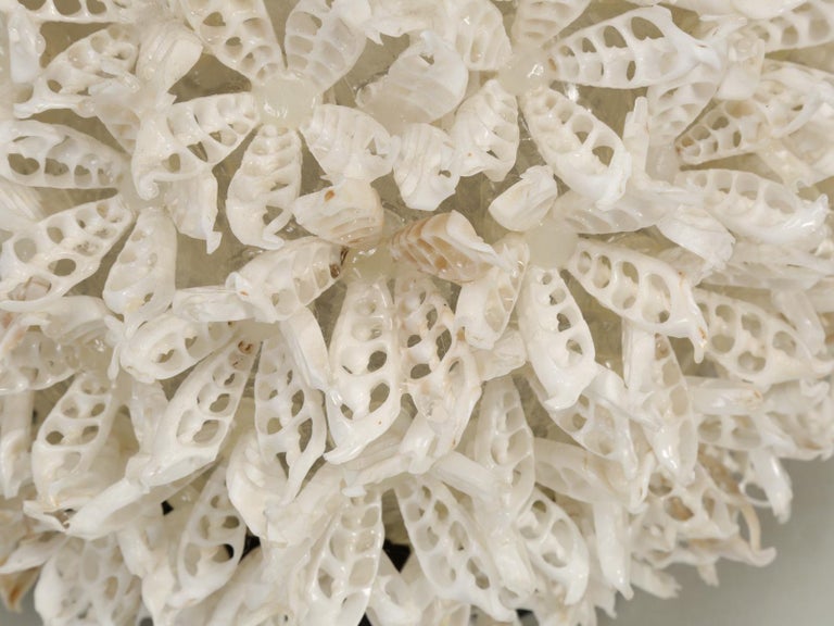 Seashell Sphere Lamps, Set of '7' in Various Dimensions at 1stDibs