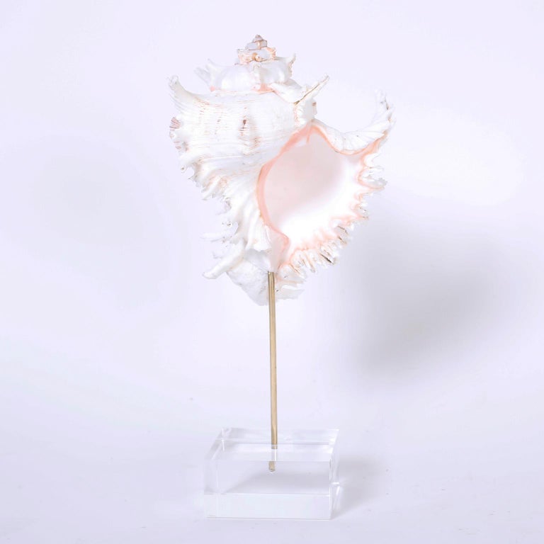 Seashells Mounted on Lucite, Priced Individually at 1stDibs
