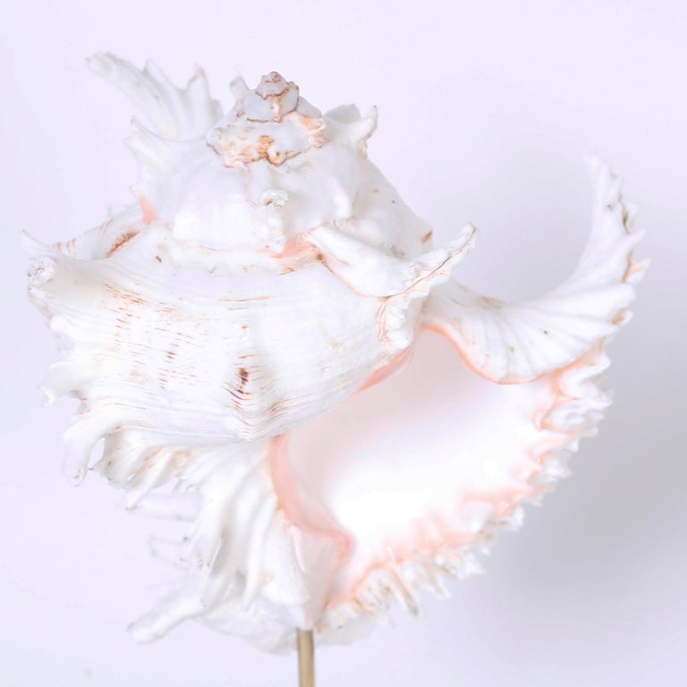 Seashells Mounted on Lucite, Priced Individually at 1stDibs