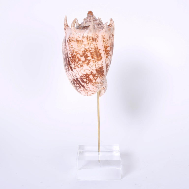 Seashells Mounted on Lucite, Priced Individually at 1stDibs