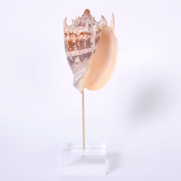 Seashells Mounted on Lucite, Priced Individually at 1stDibs