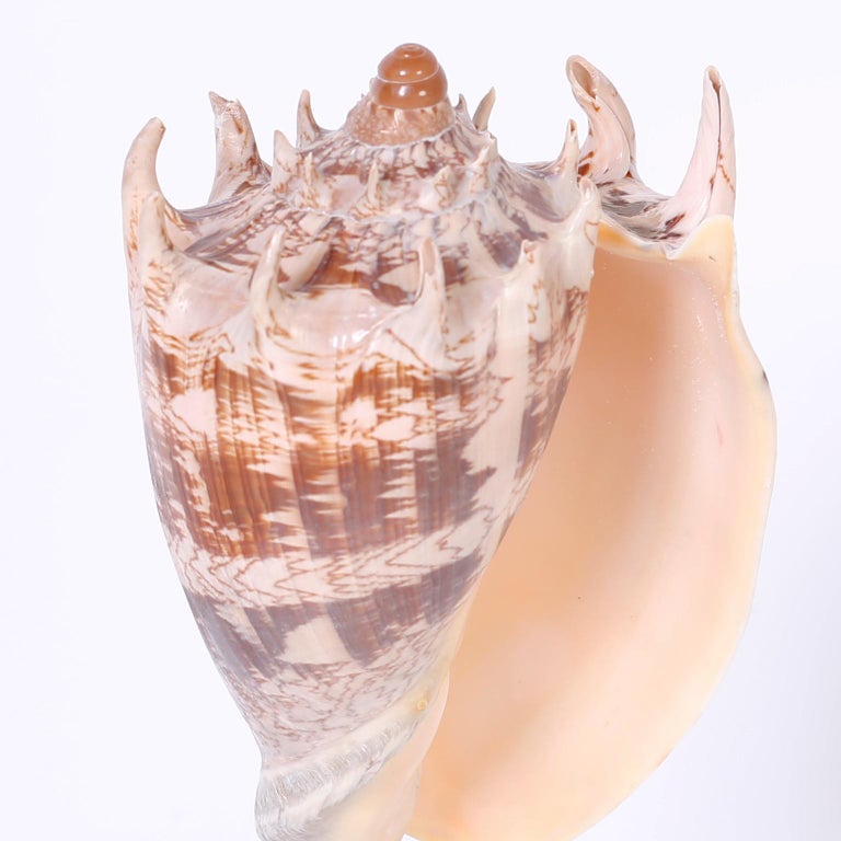 Seashells Mounted on Lucite, Priced Individually at 1stDibs