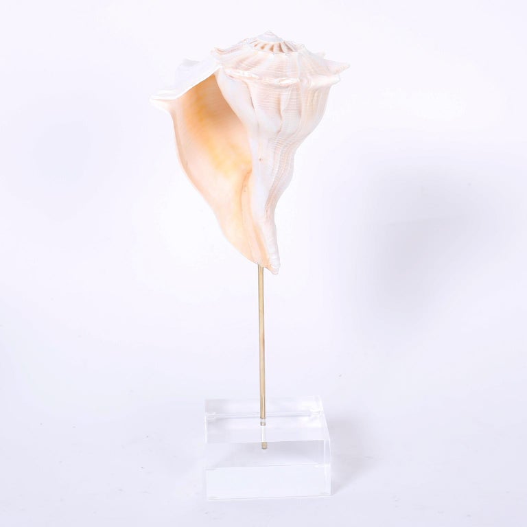 Seashells Mounted on Lucite, Priced Individually at 1stDibs