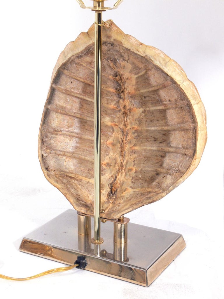 Selection of Natural Specimen Mounts For Sale at 1stDibs