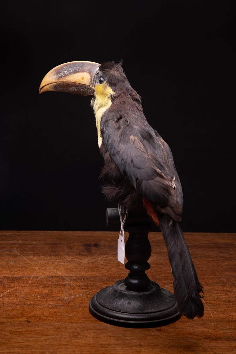 Selection of Pre-1947 Taxidermy Toucans on Museum Stands at 1stDibs ...