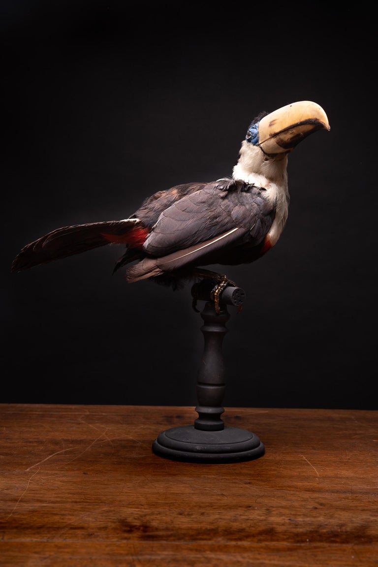 Selection of Pre-1947 Taxidermy Toucans on Museum Stands at 1stDibs ...