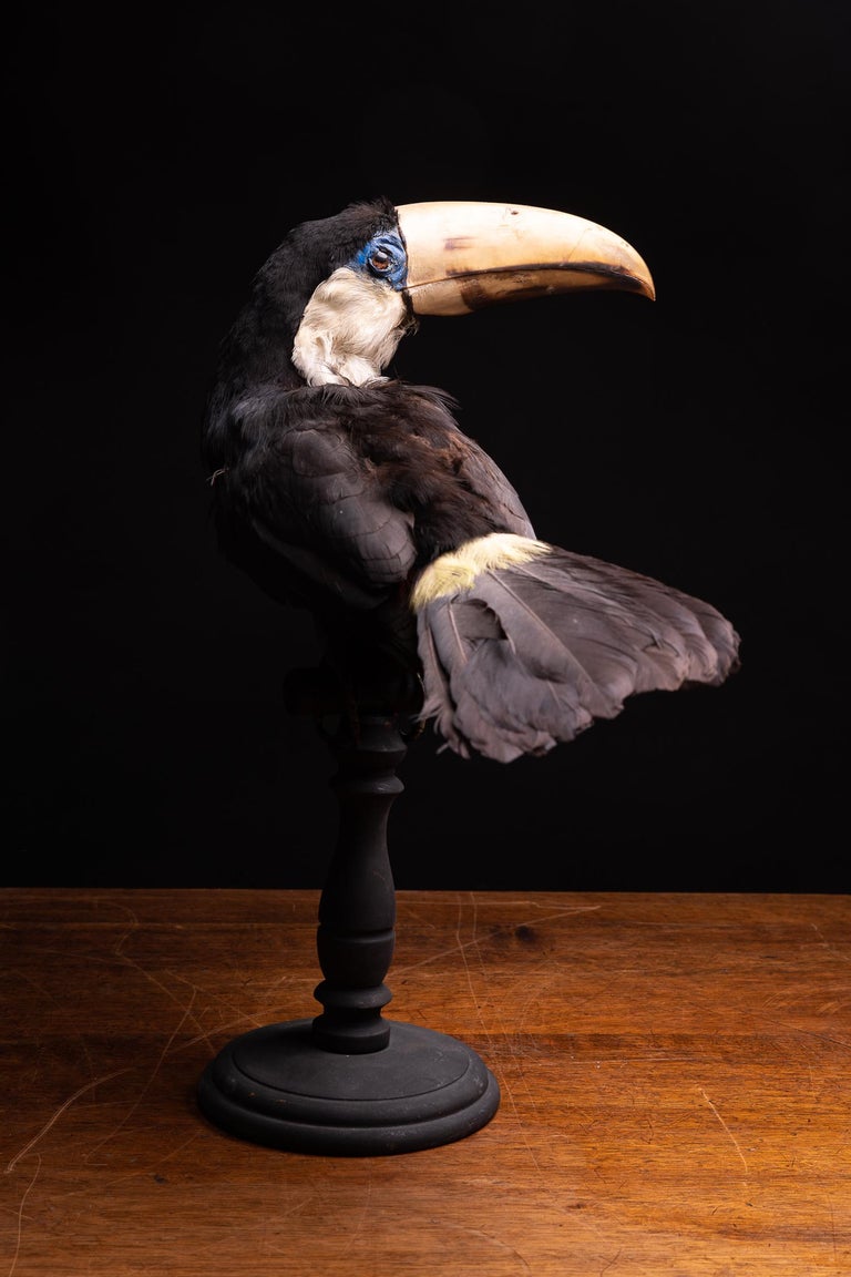 Selection of Pre-1947 Taxidermy Toucans on Museum Stands at 1stDibs ...