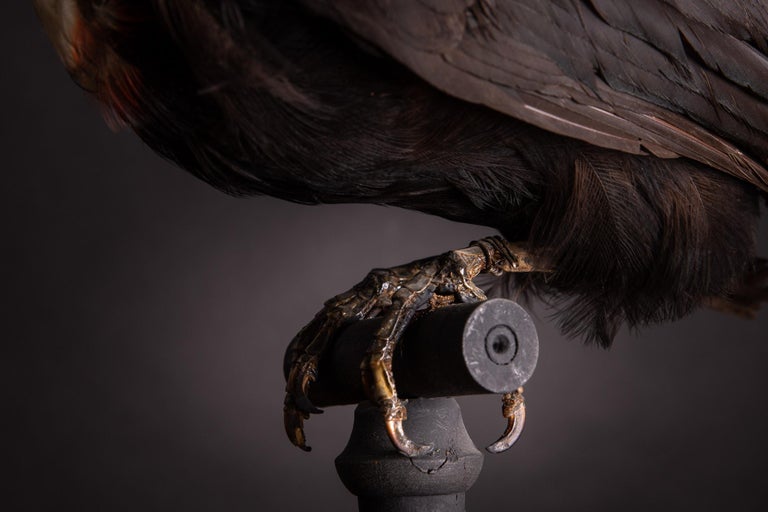 Selection of Pre-1947 Taxidermy Toucans on Museum Stands at 1stDibs ...