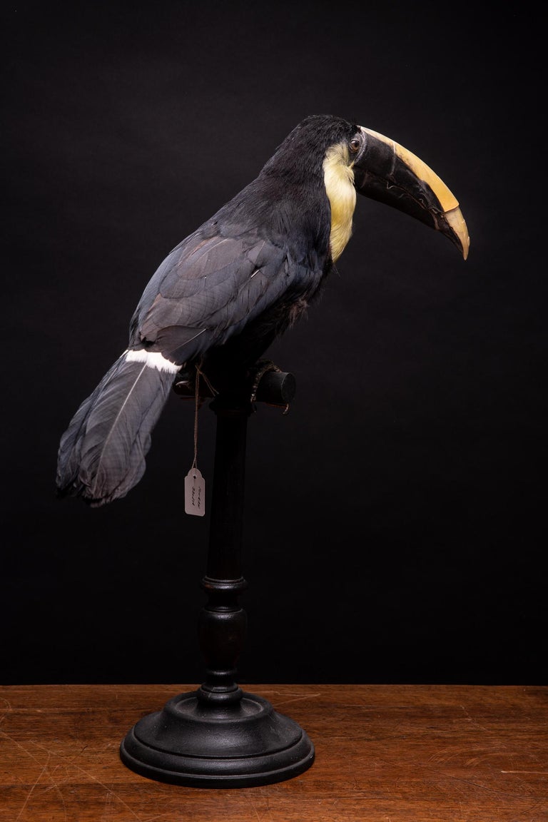 Selection of Pre-1947 Taxidermy Toucans on Museum Stands at 1stDibs ...