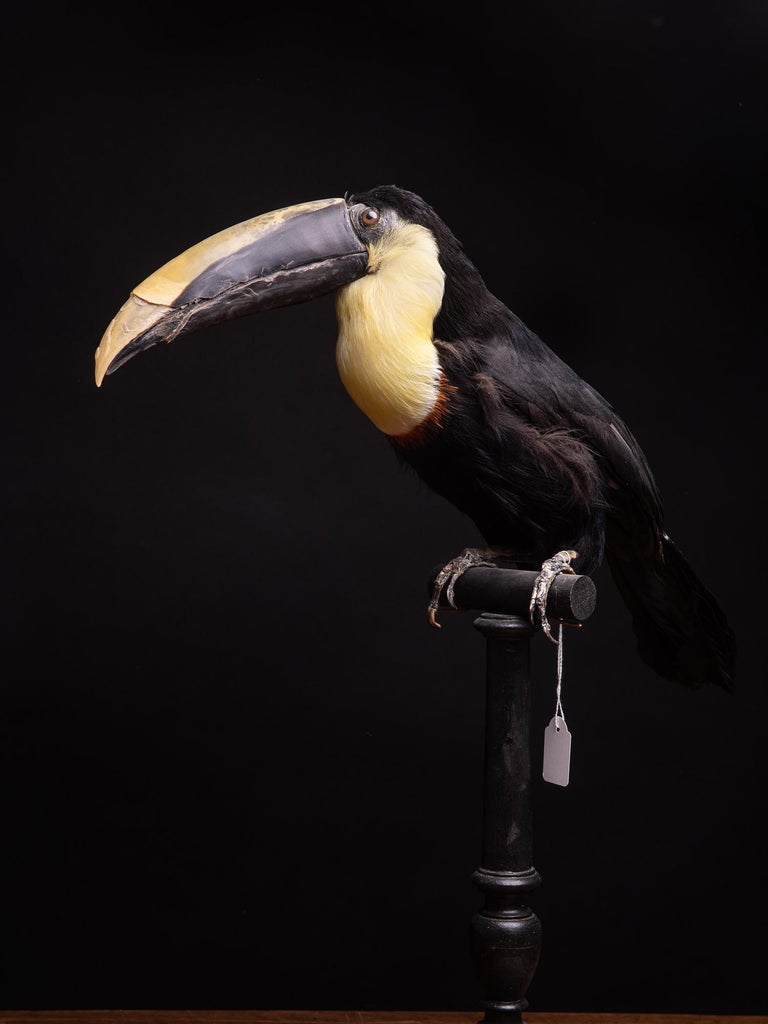 Selection of Pre-1947 Taxidermy Toucans on Museum Stands at 1stDibs ...